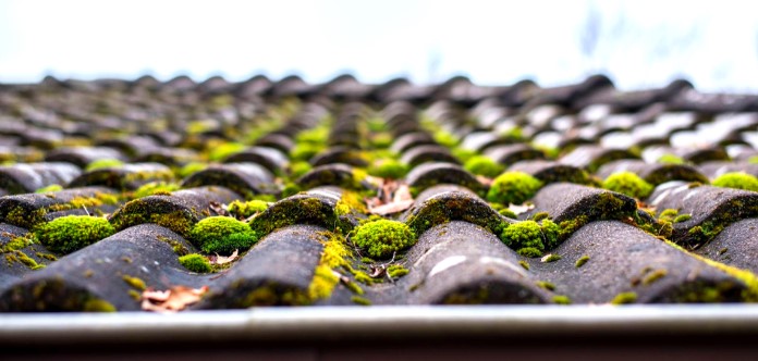 Sambla eemaldamine katuselt – Runeberg.ee Hoonete Auditid Ekspertiisid ...